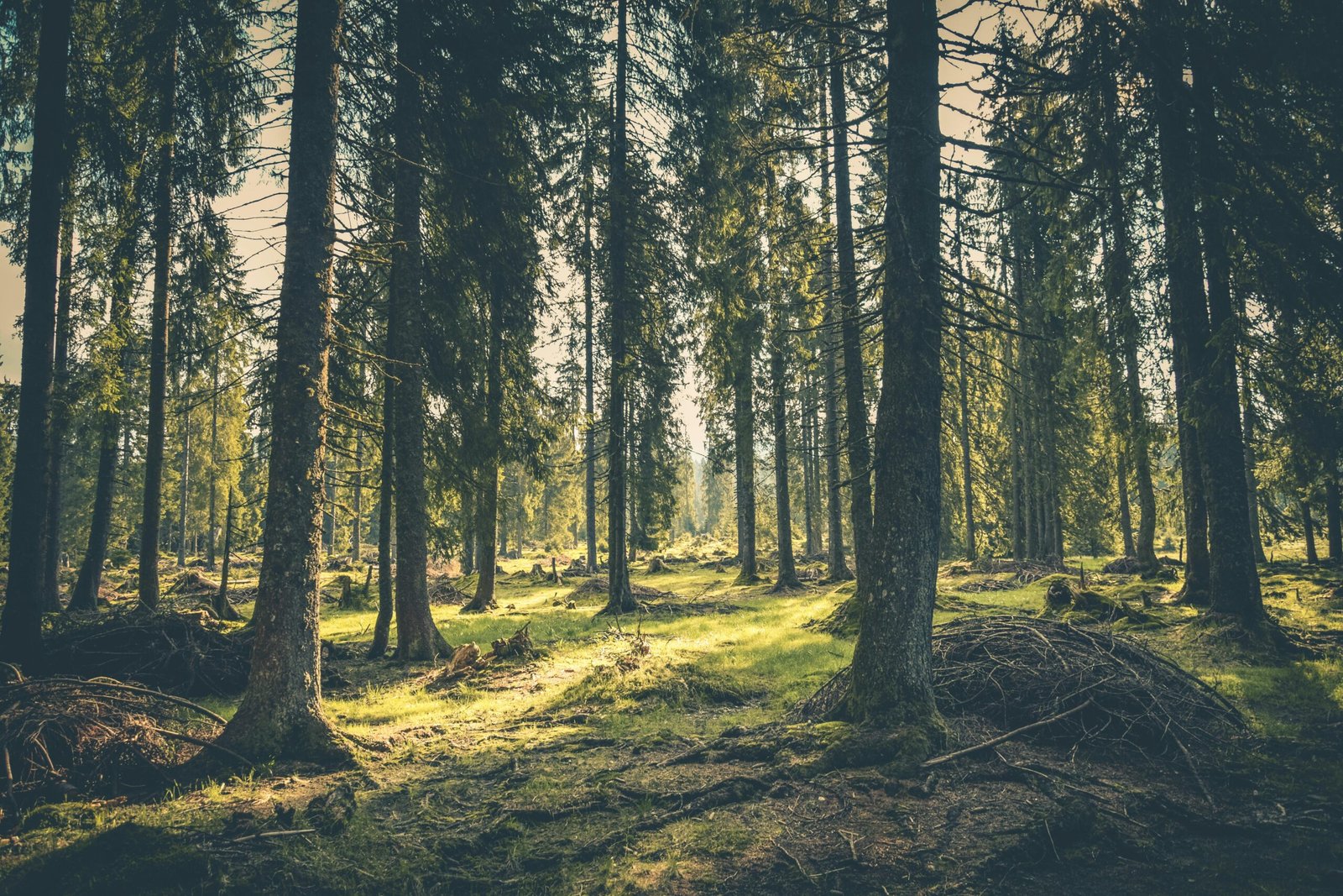 Comparison of Forest Use Permits in Various Countries: A Global ...
